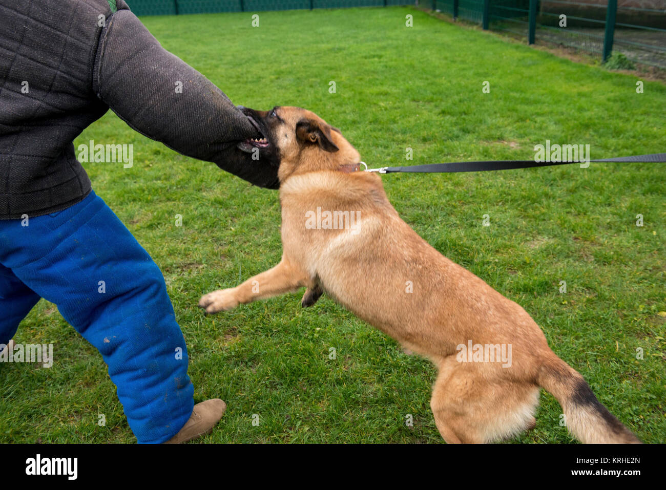U.S. Army military working dog Rex, a seven-year-old Malinois assigned ...