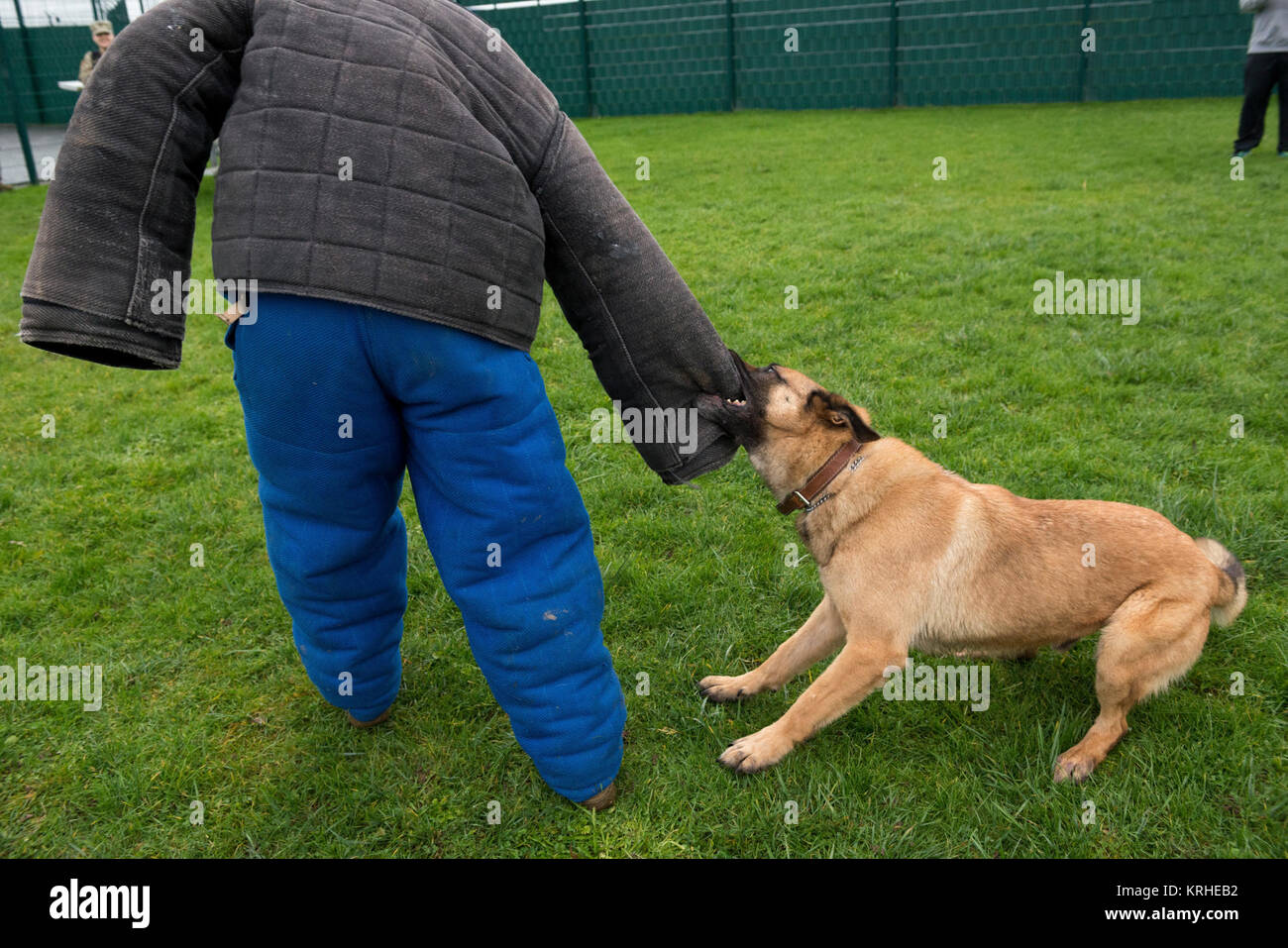 What Are The Seven Dog Commands