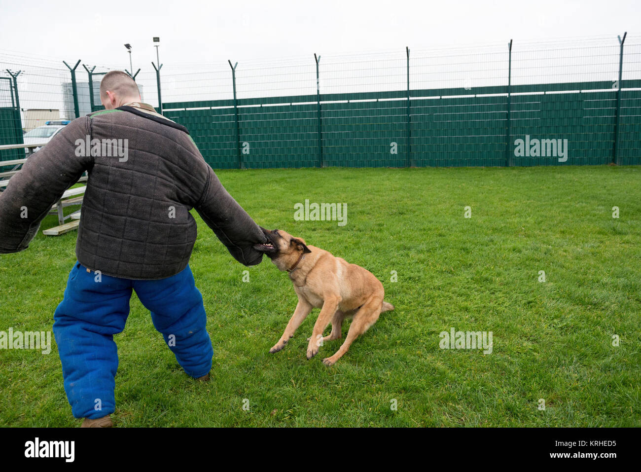 U.S. Army military working dog Rex, a seven-year-old Malinois assigned ...