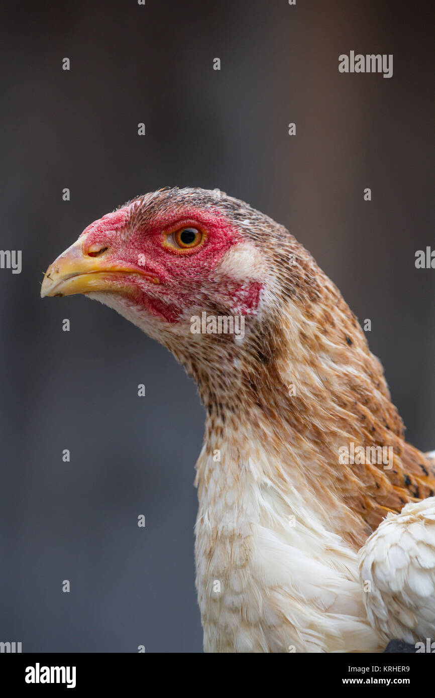 White brown Shamo chicken hen (Gallus gallus domesticus Stock Photo - Alamy