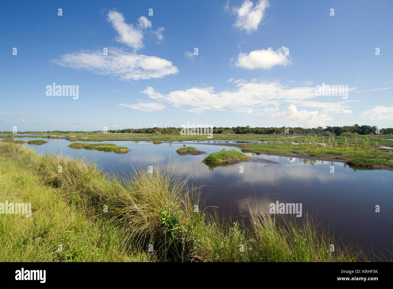NASA Kennedy Wildlife - Freshwater Impoundment Stock Photo - Alamy