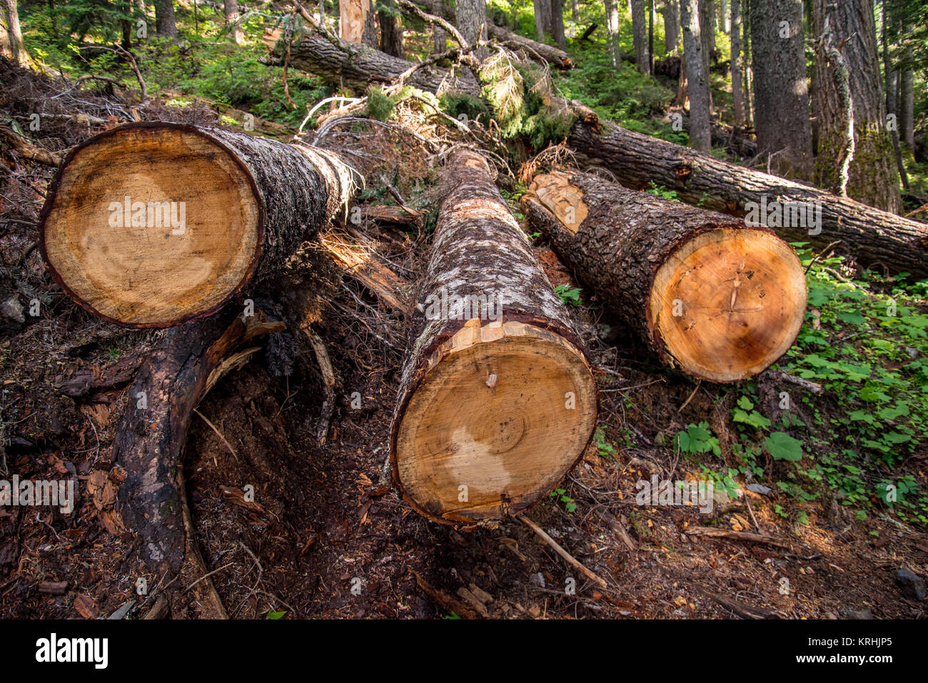 Felled trees in the middle of the forest Stock Photo - Alamy