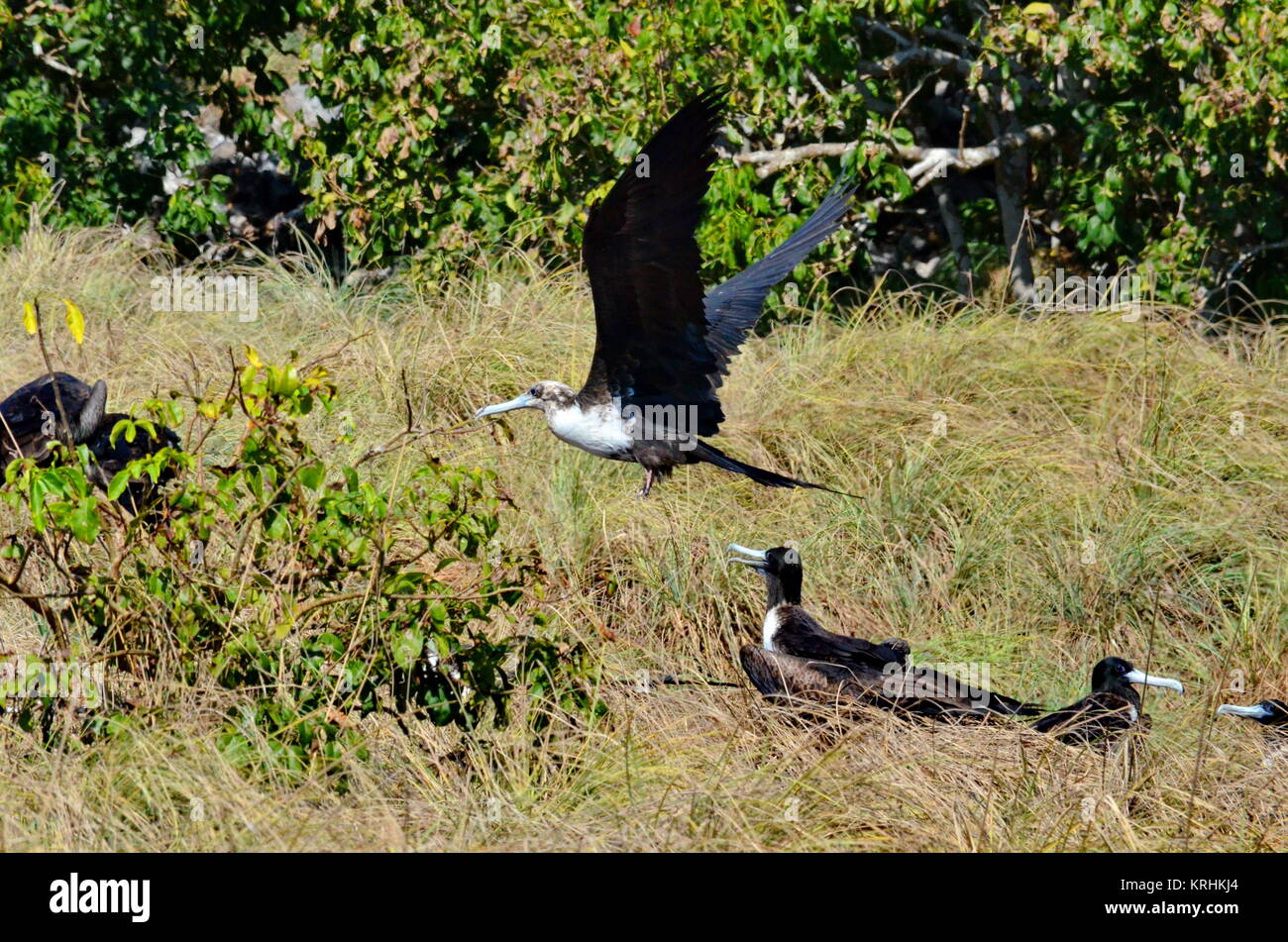 Magnificent Frigatebird (female) Fregata magnificens on nest - Isla ...