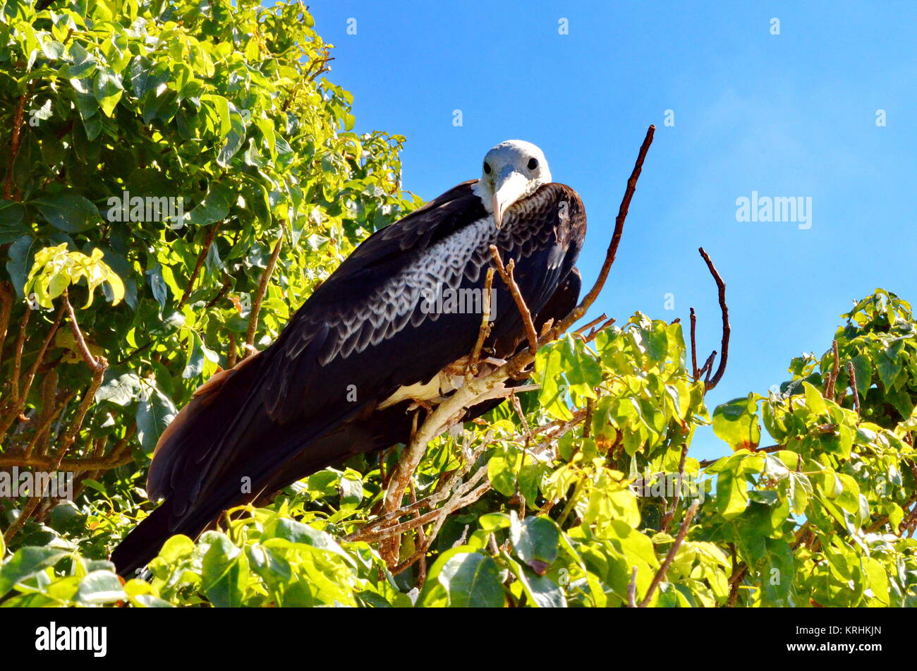Magnificent Frigatebird (female) Fregata magnificens on nest - Isla ...