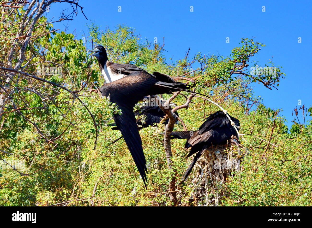 Magnificent Frigatebird (female) Fregata magnificens on nest - Isla ...