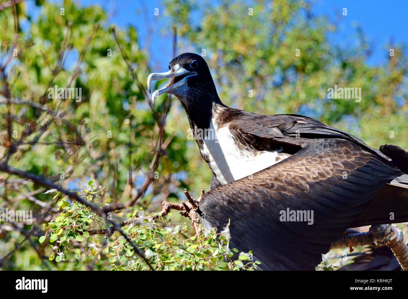 Nesting female frigatebird north hi-res stock photography and images ...