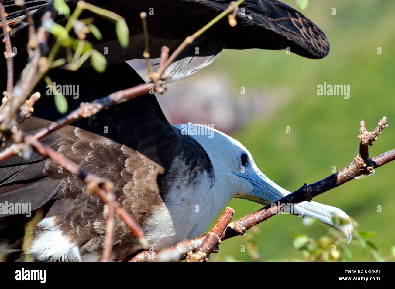 Nesting female frigatebird north hi-res stock photography and images ...