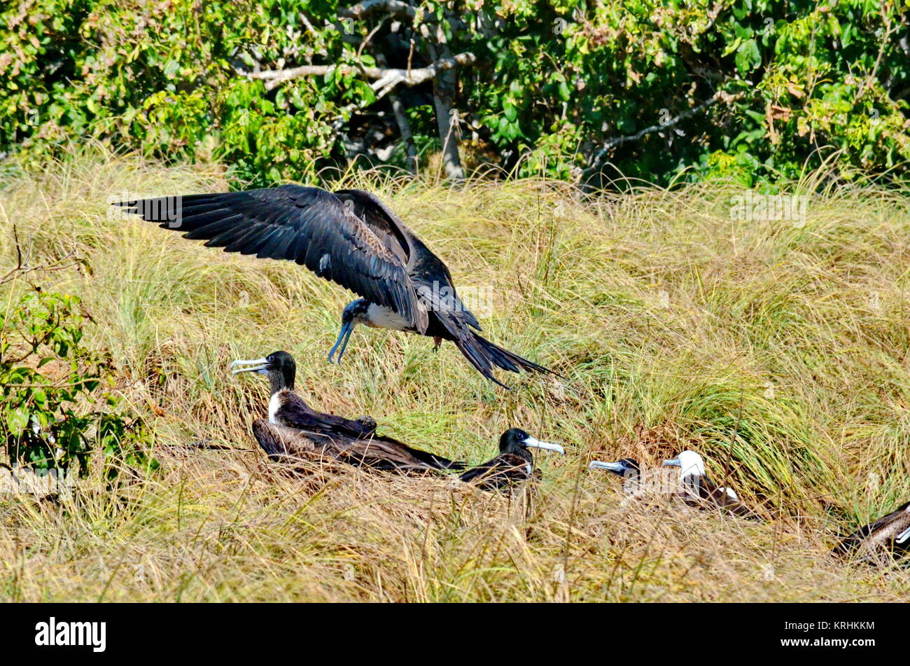 Magnificent Frigatebird (female) Fregata magnificens on nest - Isla ...