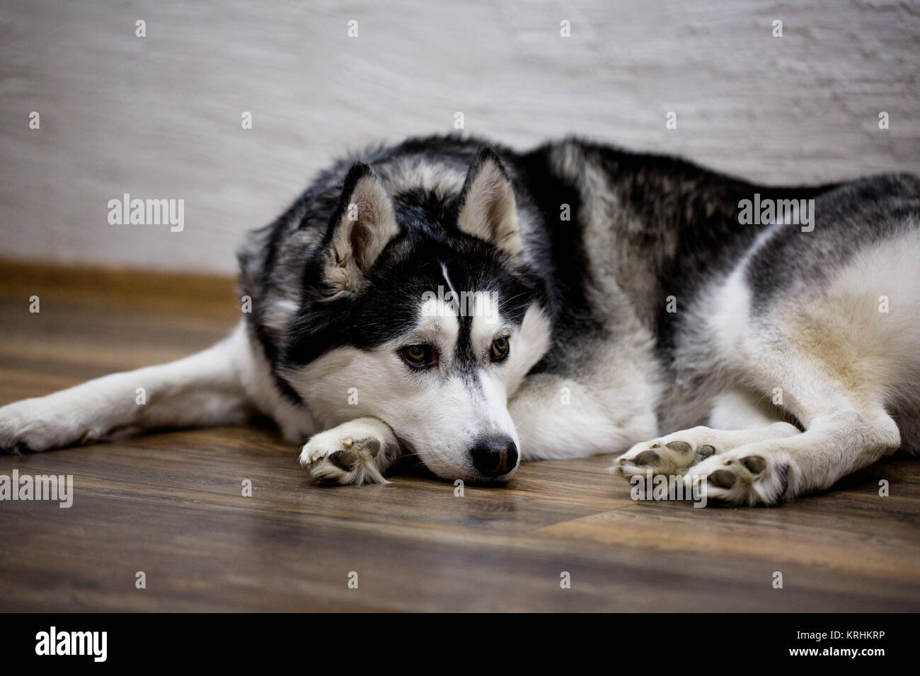 Siberian husky at home lying on the floor. lifestyle with dog Stock ...