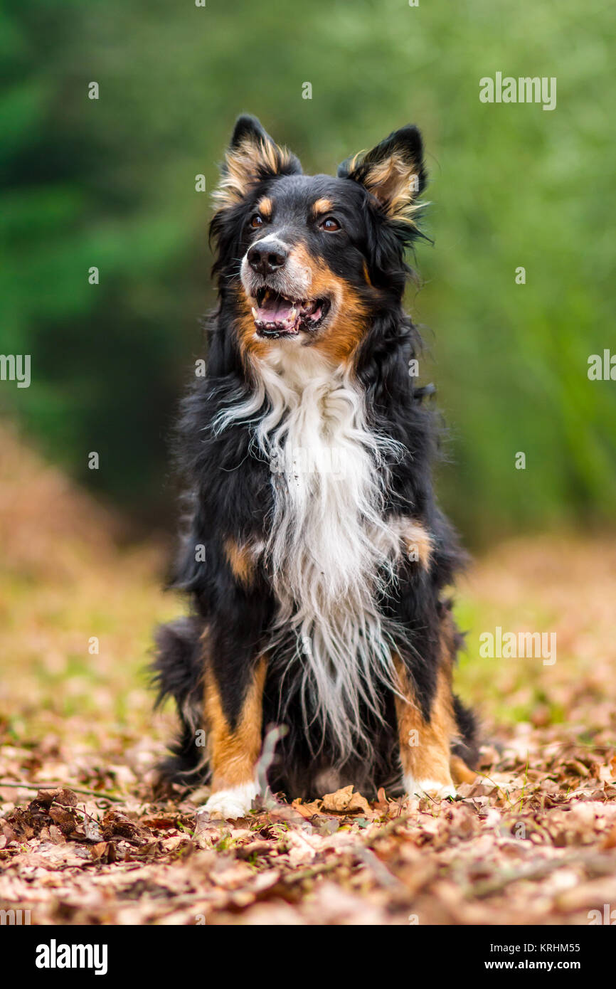 Senior Australian Shepherd old dog Stock Photo - Alamy