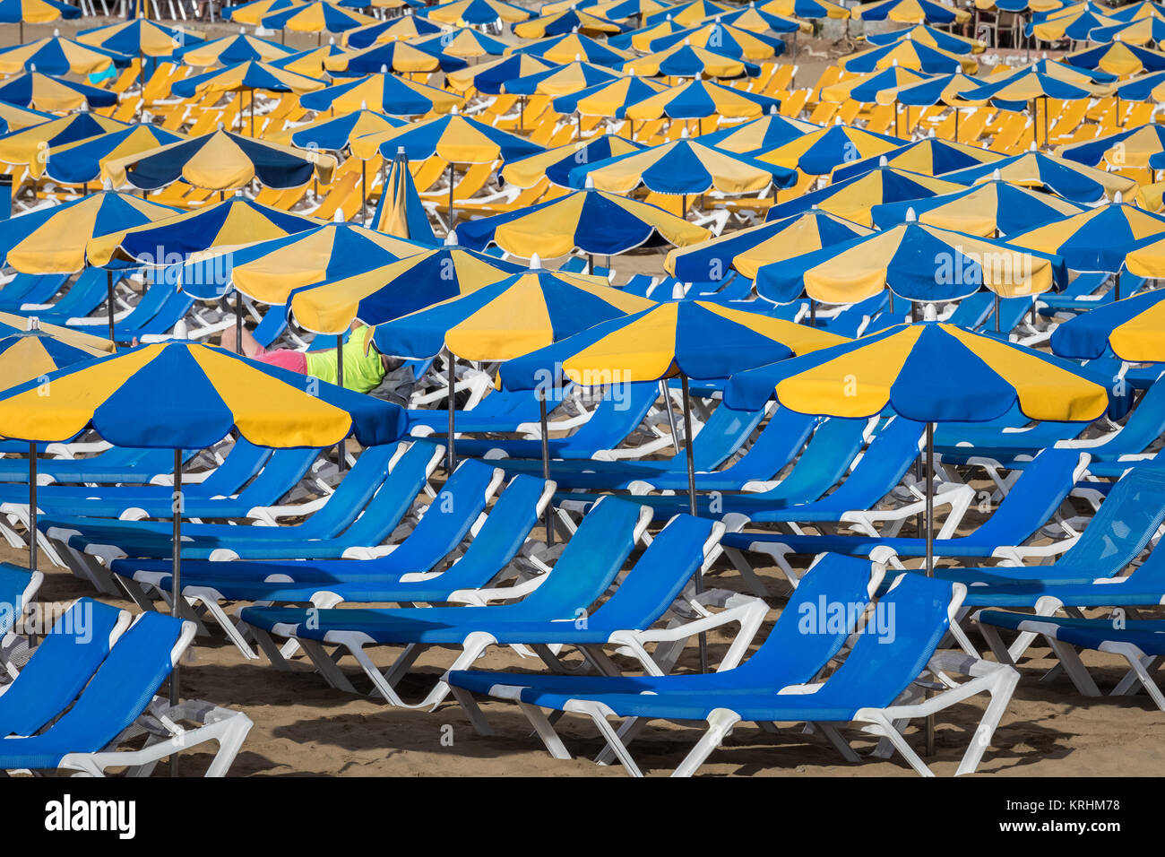 Rows of blue sunbeds with blue and yellow parasols at the beach Playa ...