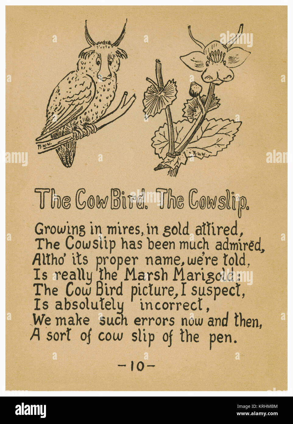 The Cow Bird. The Cowslip Stock Photo - Alamy