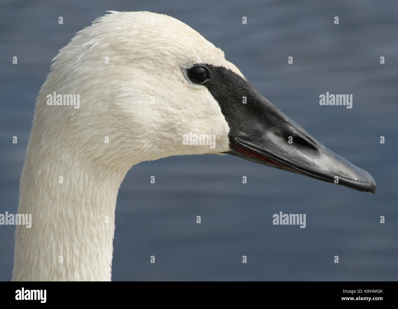 Profile of the Trumpeter Swan with its distinctive black beak Stock ...