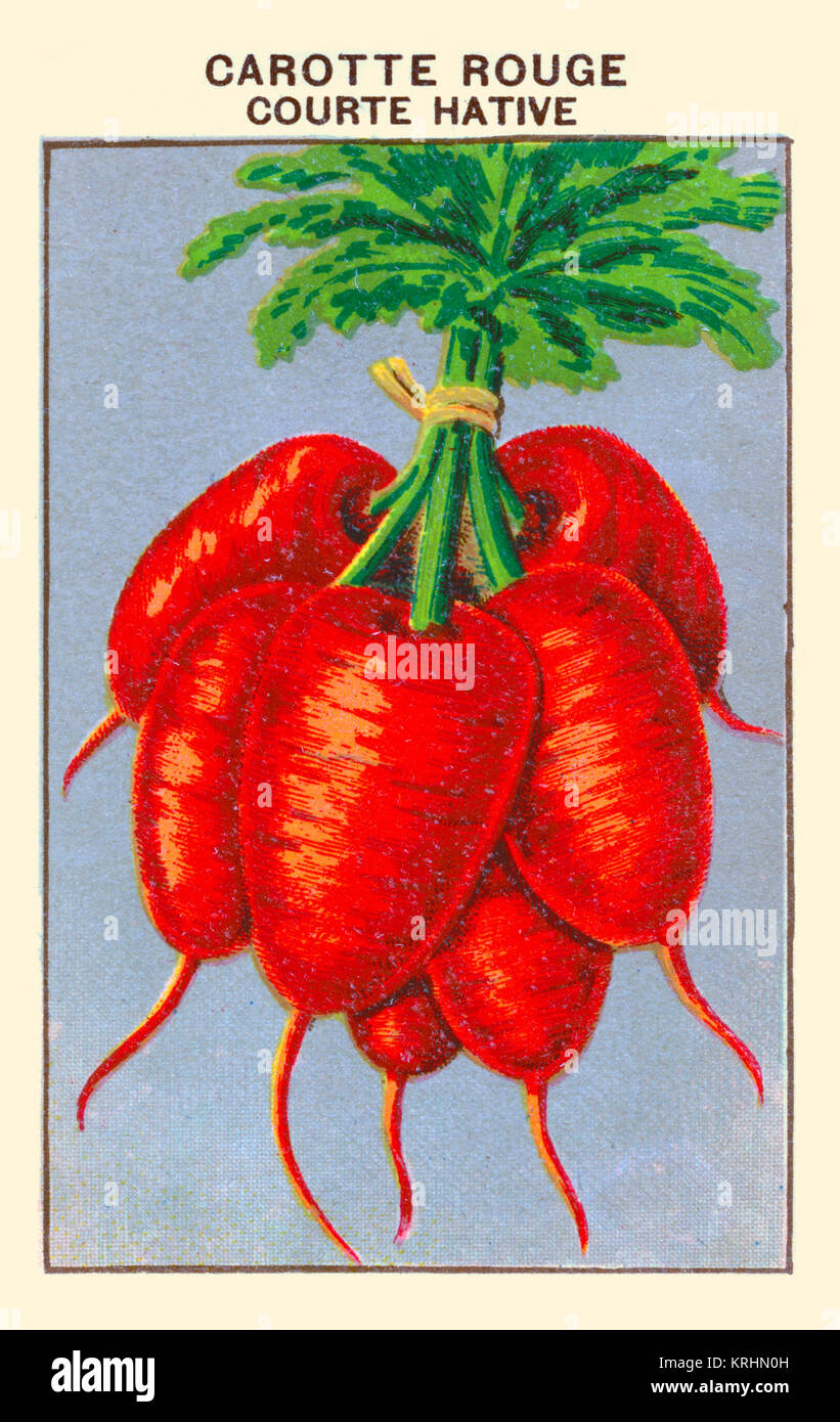 Carotte Rouge Courte Hative Stock Photo - Alamy