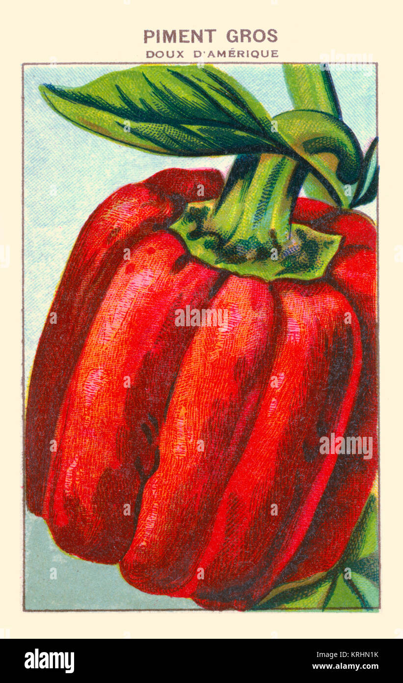 Piment Gros Doux D'Amerique Stock Photo - Alamy
