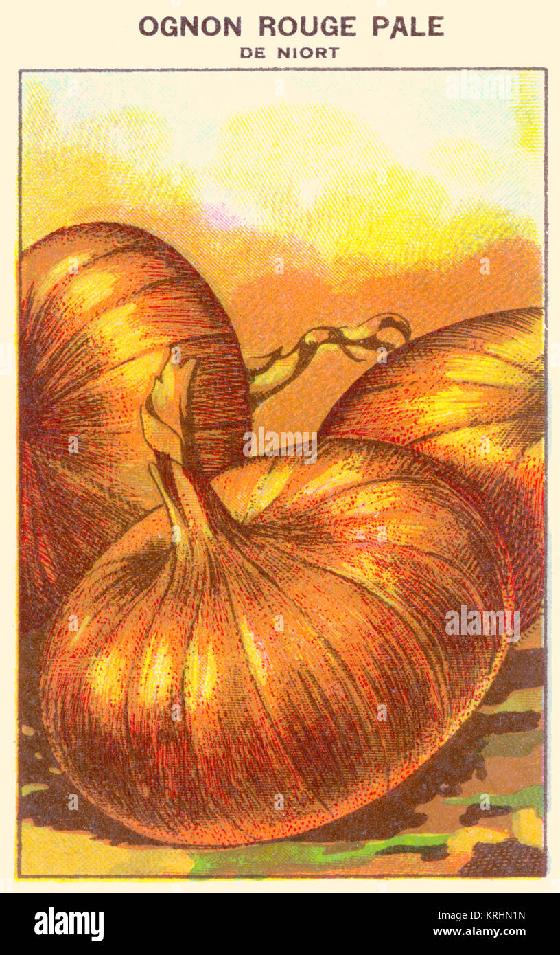 Ognon Rouge Pale de Niort Stock Photo - Alamy