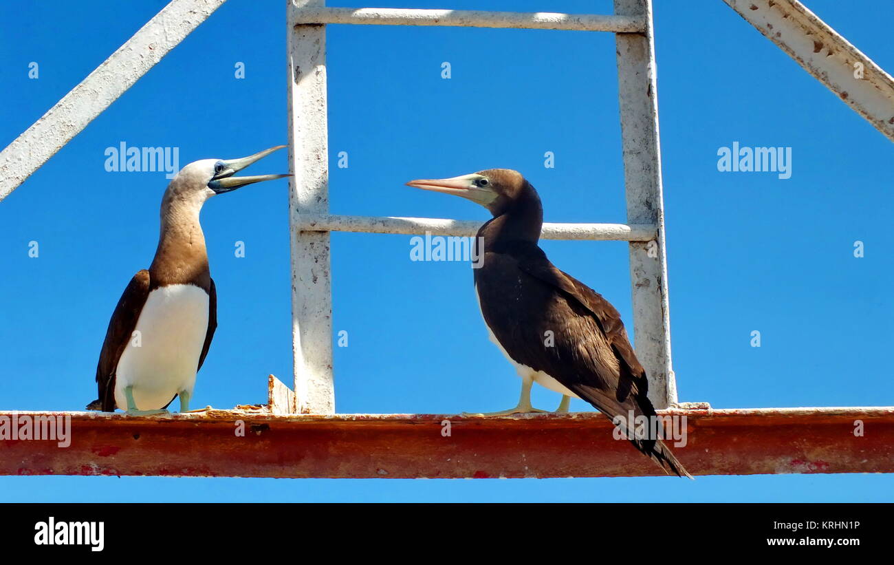 Brown Boobies Sula leucogaster sitting on Isla Isabel, Mexico Stock ...