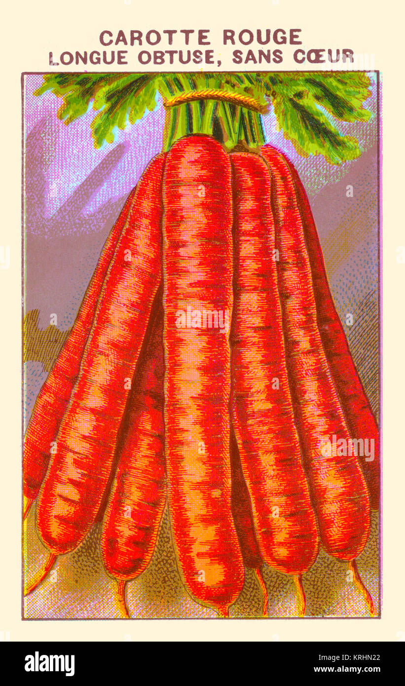 Carotte Rouge Longue Obtuse, Sans Coeur Stock Photo - Alamy