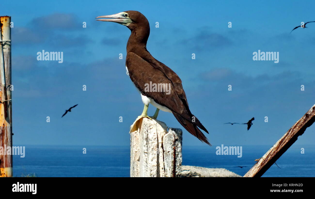 Brown Boobies Sula leucogaster sitting on Isla Isabel, Mexico Stock ...