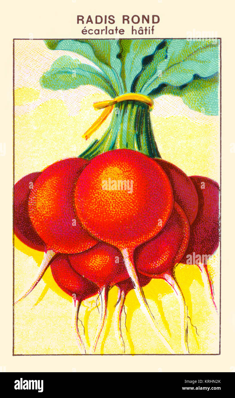 Radis Rond Ecarlate Hatif Stock Photo - Alamy