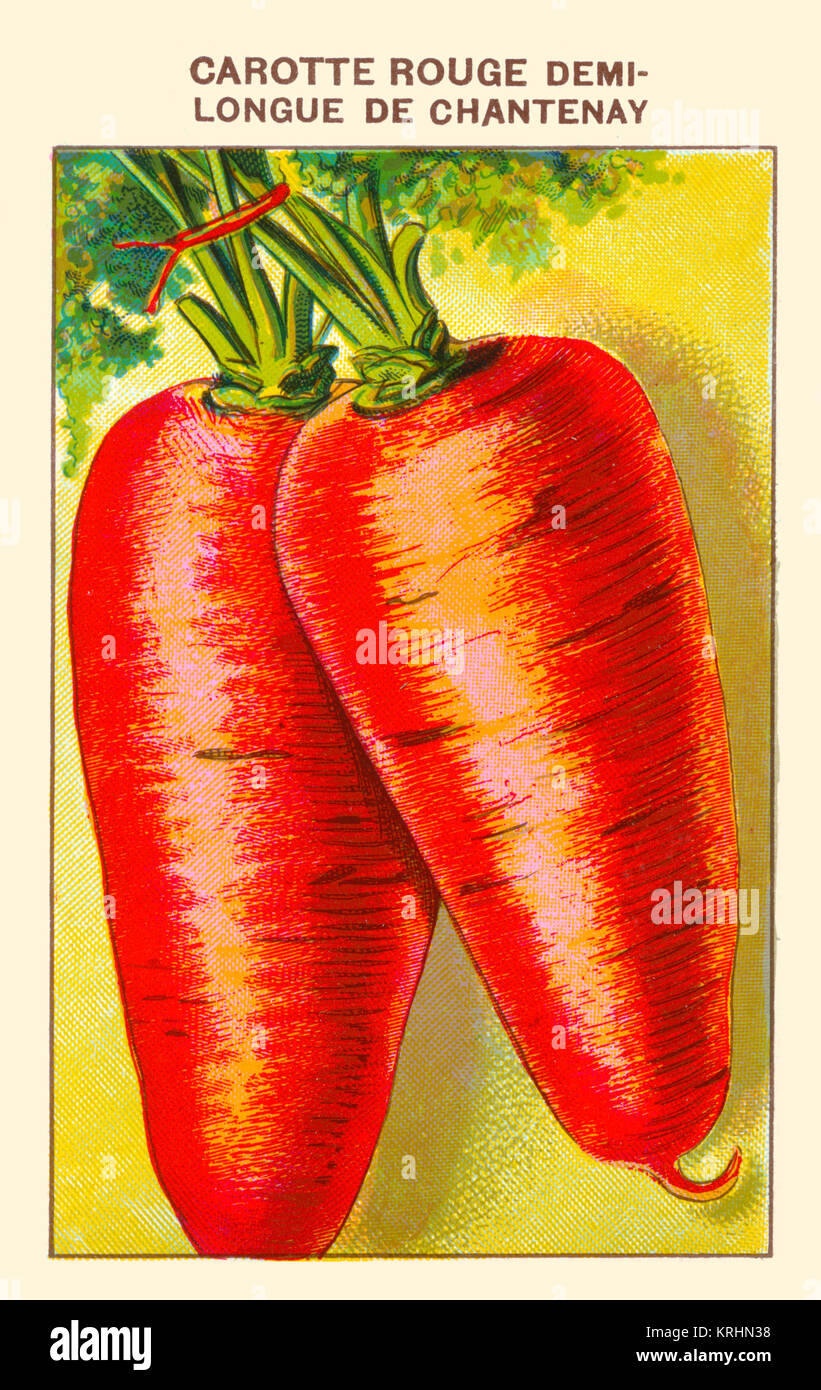 Carotte Rouge Demi-Longue de Chantenay Stock Photo - Alamy