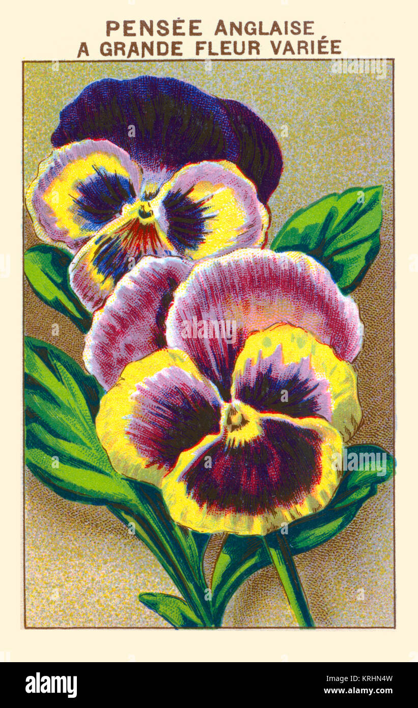 Pensee Flower High Resolution Stock Photography and Images - Alamy