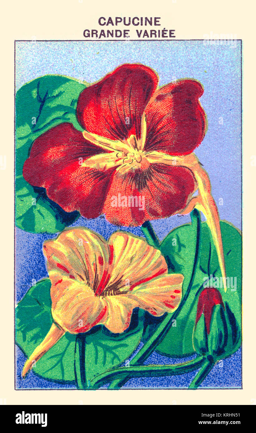 Capucine Grande Variee Stock Photo - Alamy