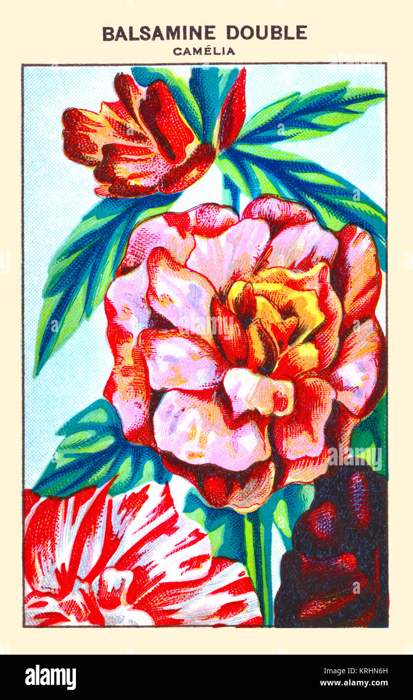 Balsamine Double Camelia Stock Photo - Alamy