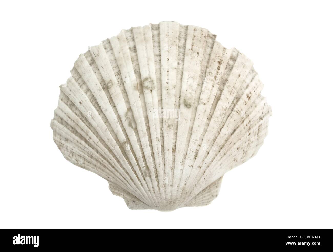 Scallop Shell Closeup Stock Photo - Alamy