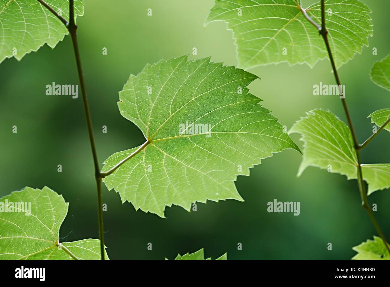 Fresh Green Leaves Stock Photo - Alamy