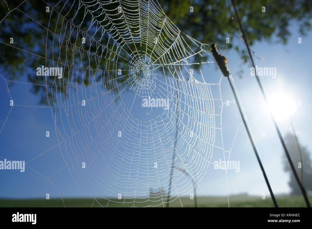 Raindrop spider net spin hi-res stock photography and images - Alamy