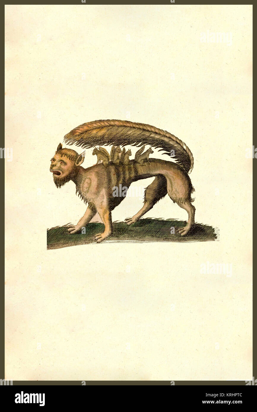 "Renaissance woodcut of a squirrel monster. From the 1642 book ...