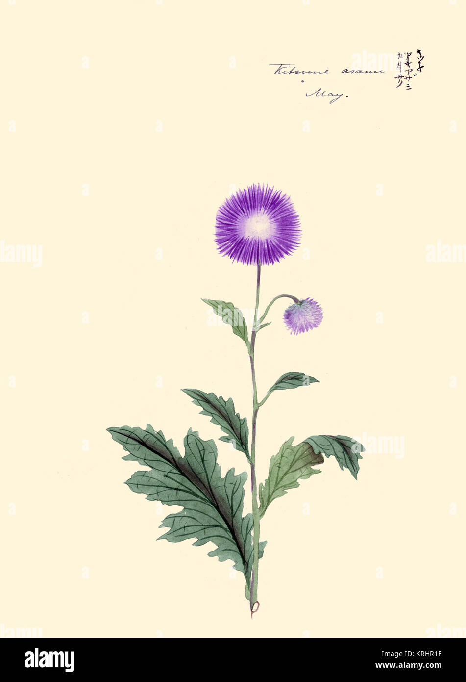 Azami hi-res stock photography and images - Alamy