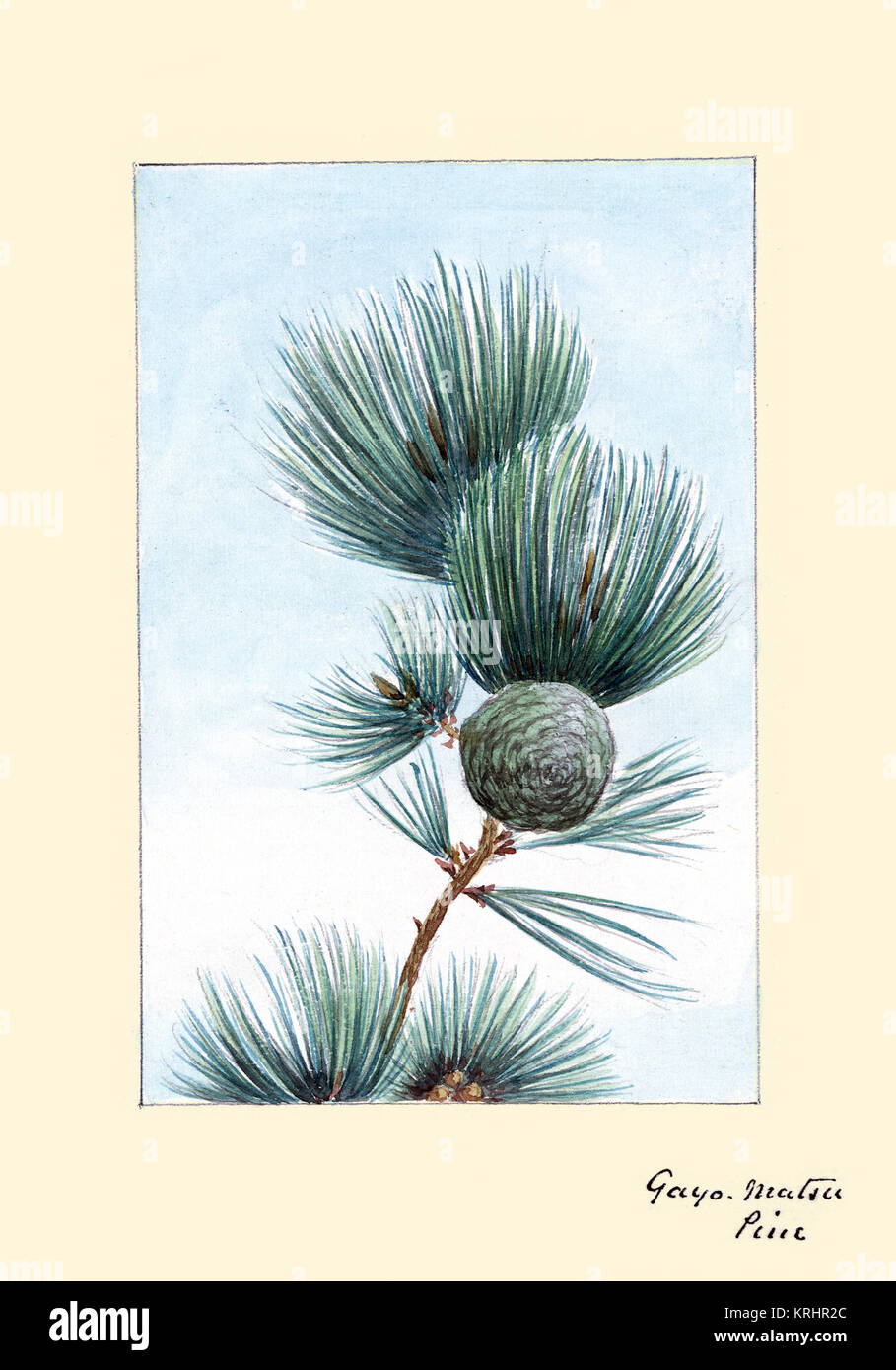 Gayo hi-res stock photography and images - Alamy