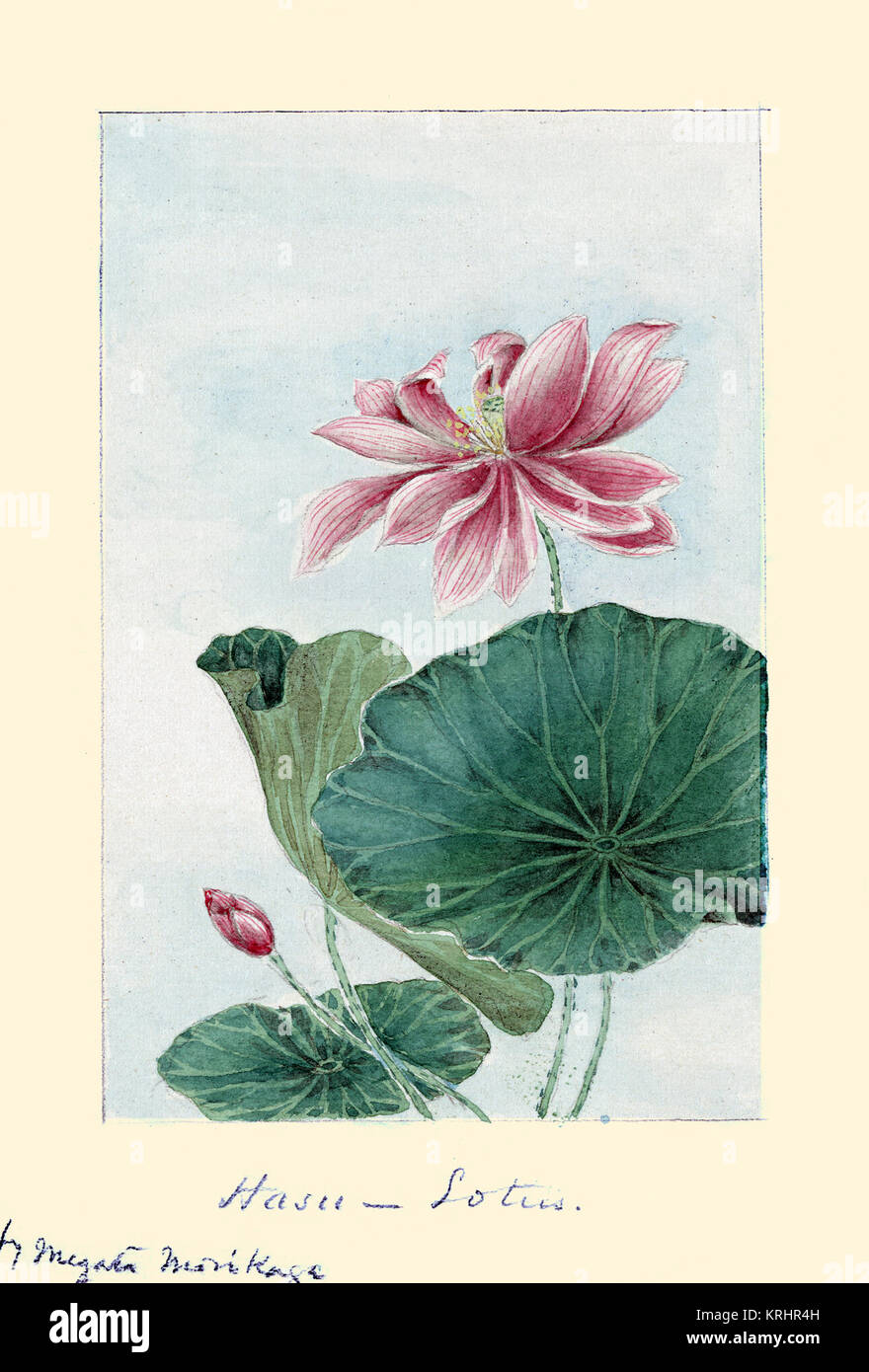 Hasu High Resolution Stock Photography and Images - Alamy