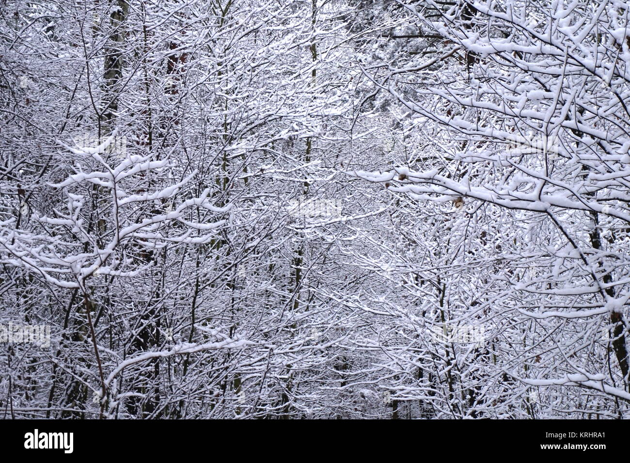 snowy branches and twigs in the forest Stock Photo - Alamy