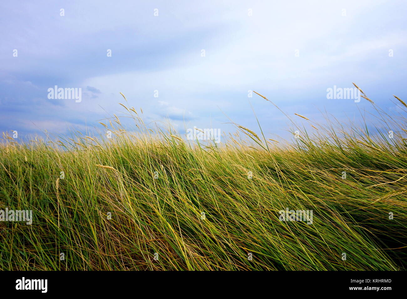 long blades of grass with copy space Stock Photo - Alamy