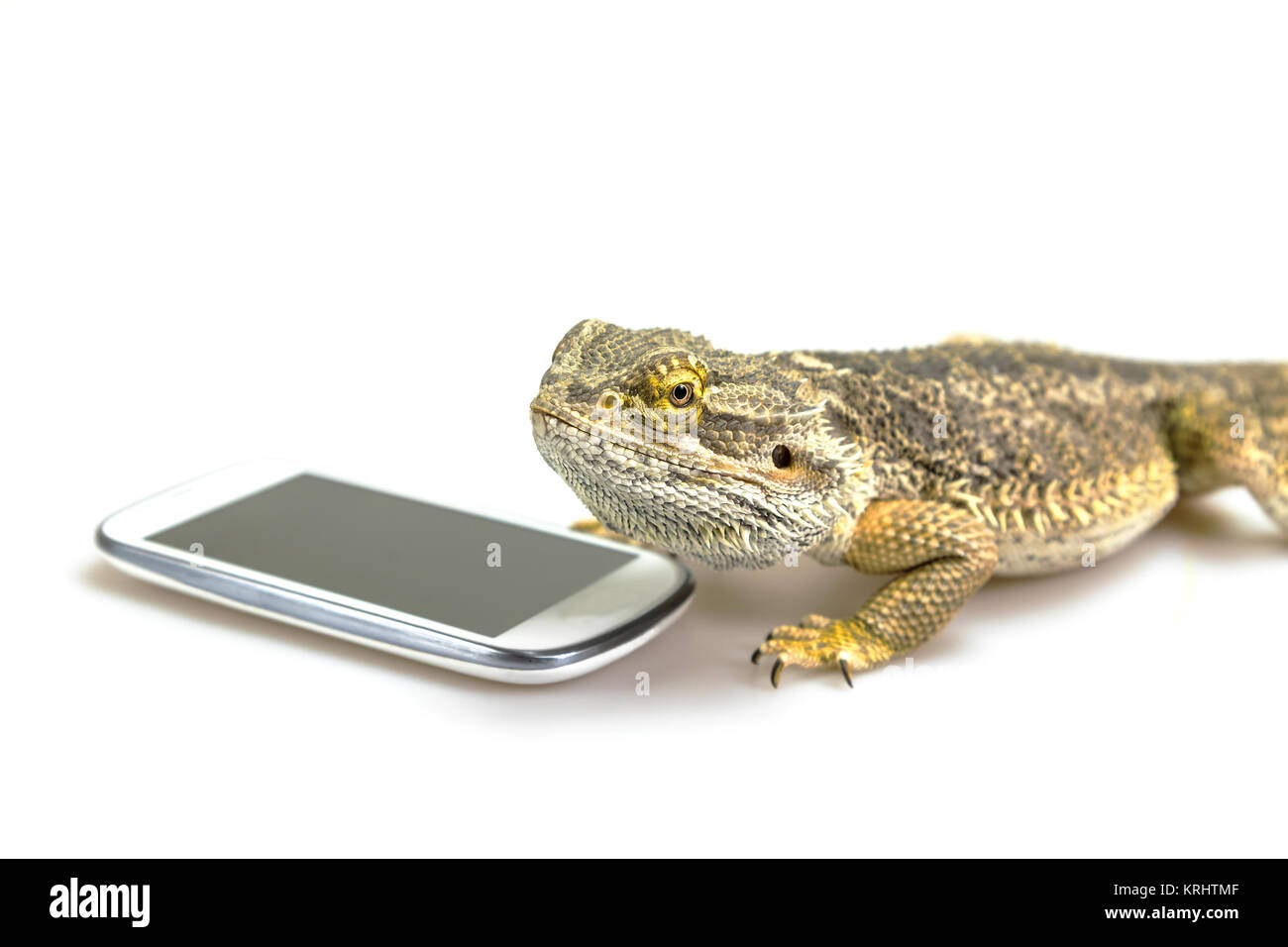 Agama lizard and the smart phone Stock Photo - Alamy