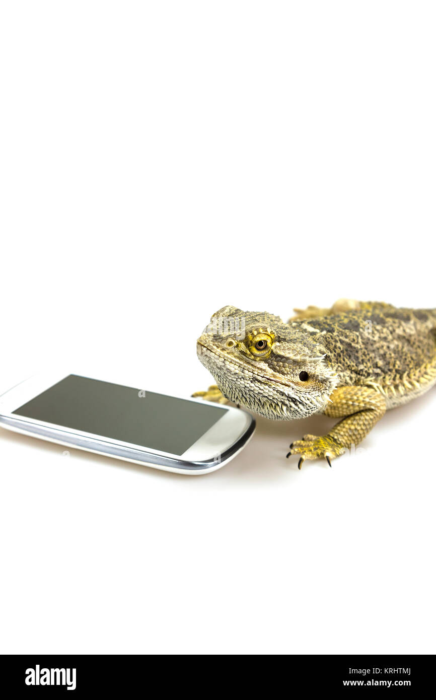 Agama lizard and the smart phone. Vertically Stock Photo - Alamy