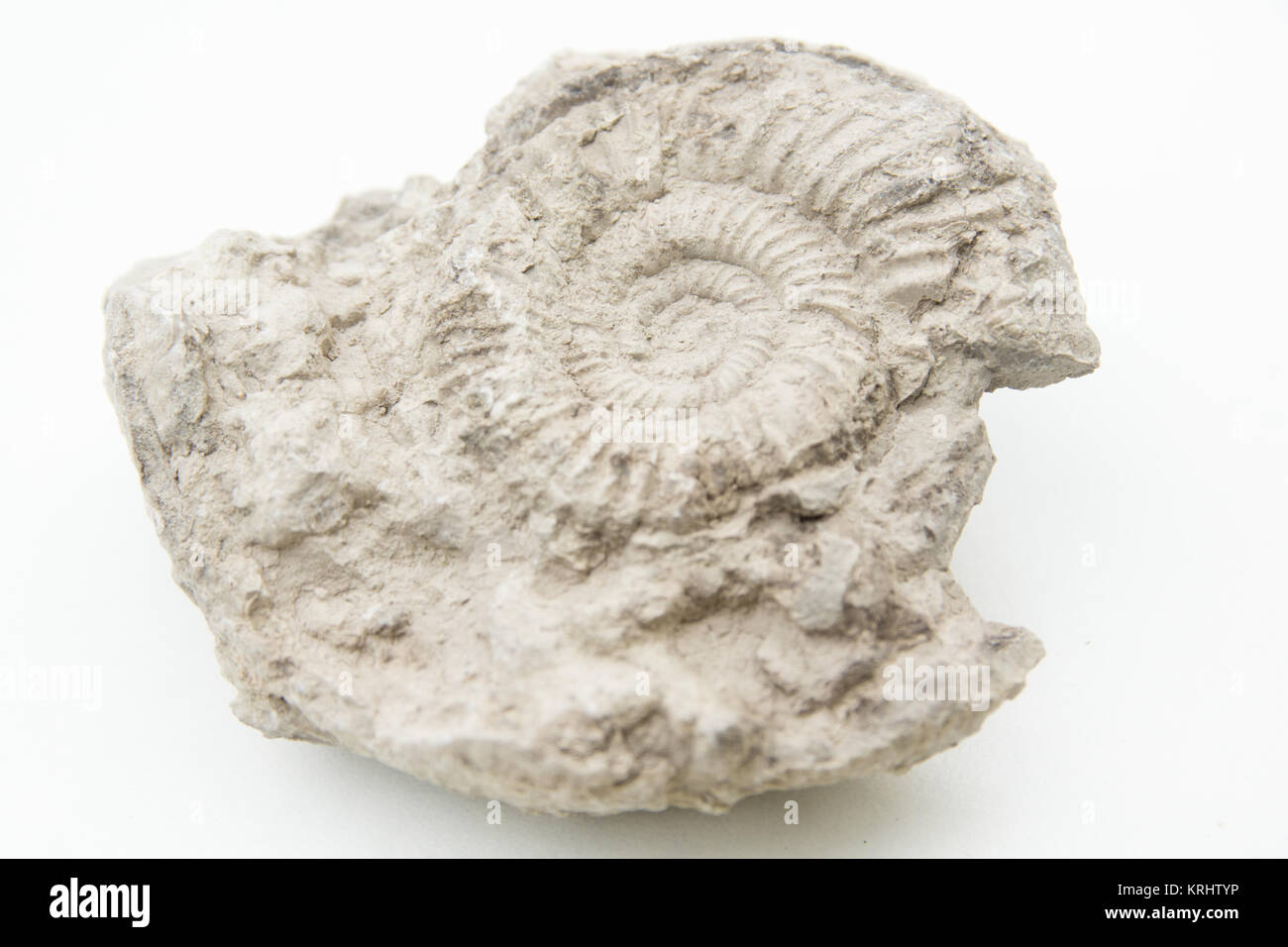 macro photo of fossil Stock Photo - Alamy