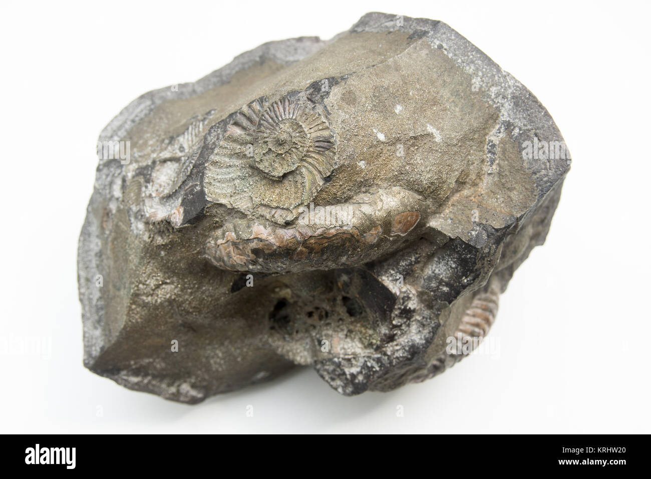 macro photo of fossil Stock Photo - Alamy