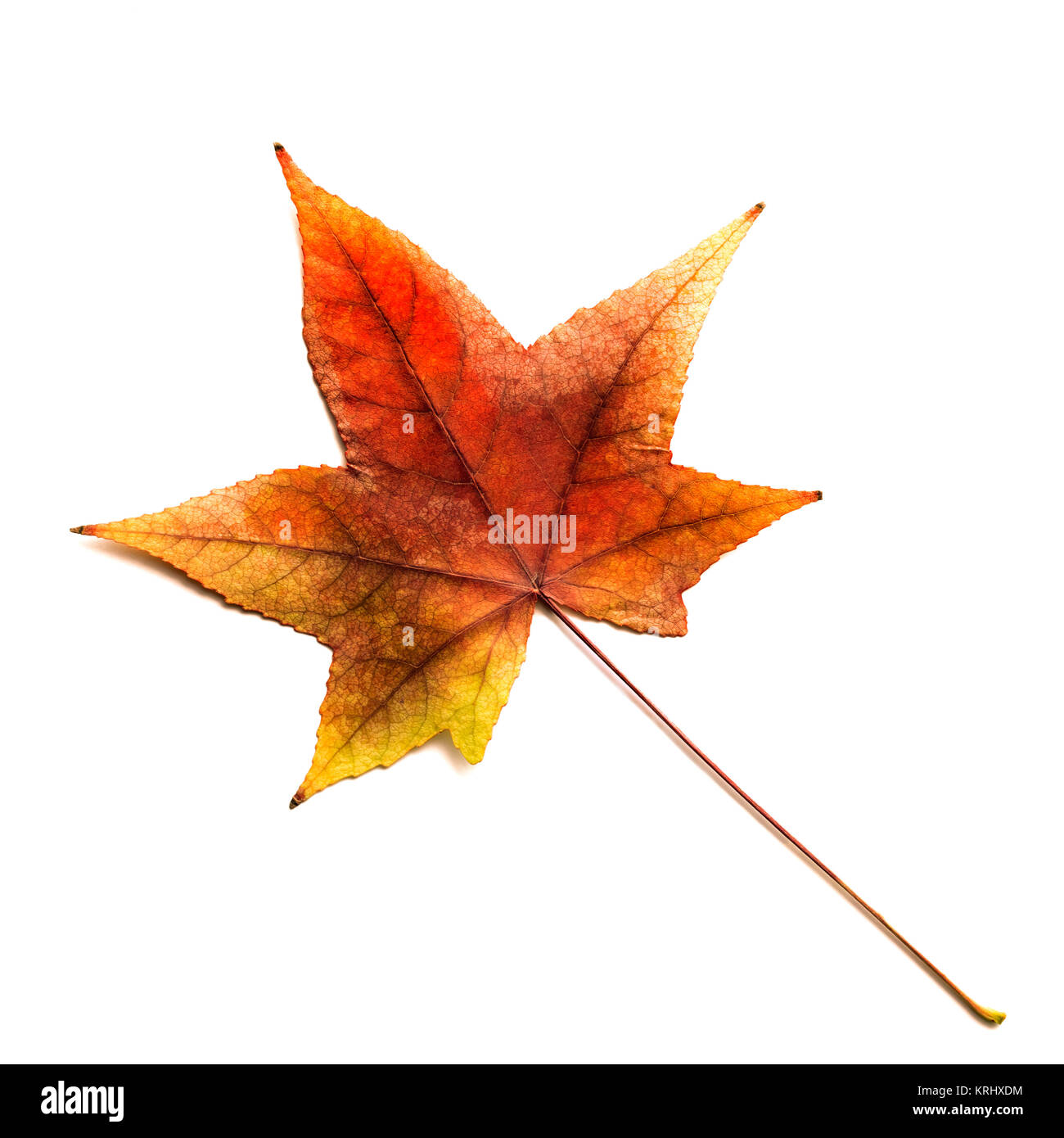 Autumn leave isolated on white Stock Photo - Alamy