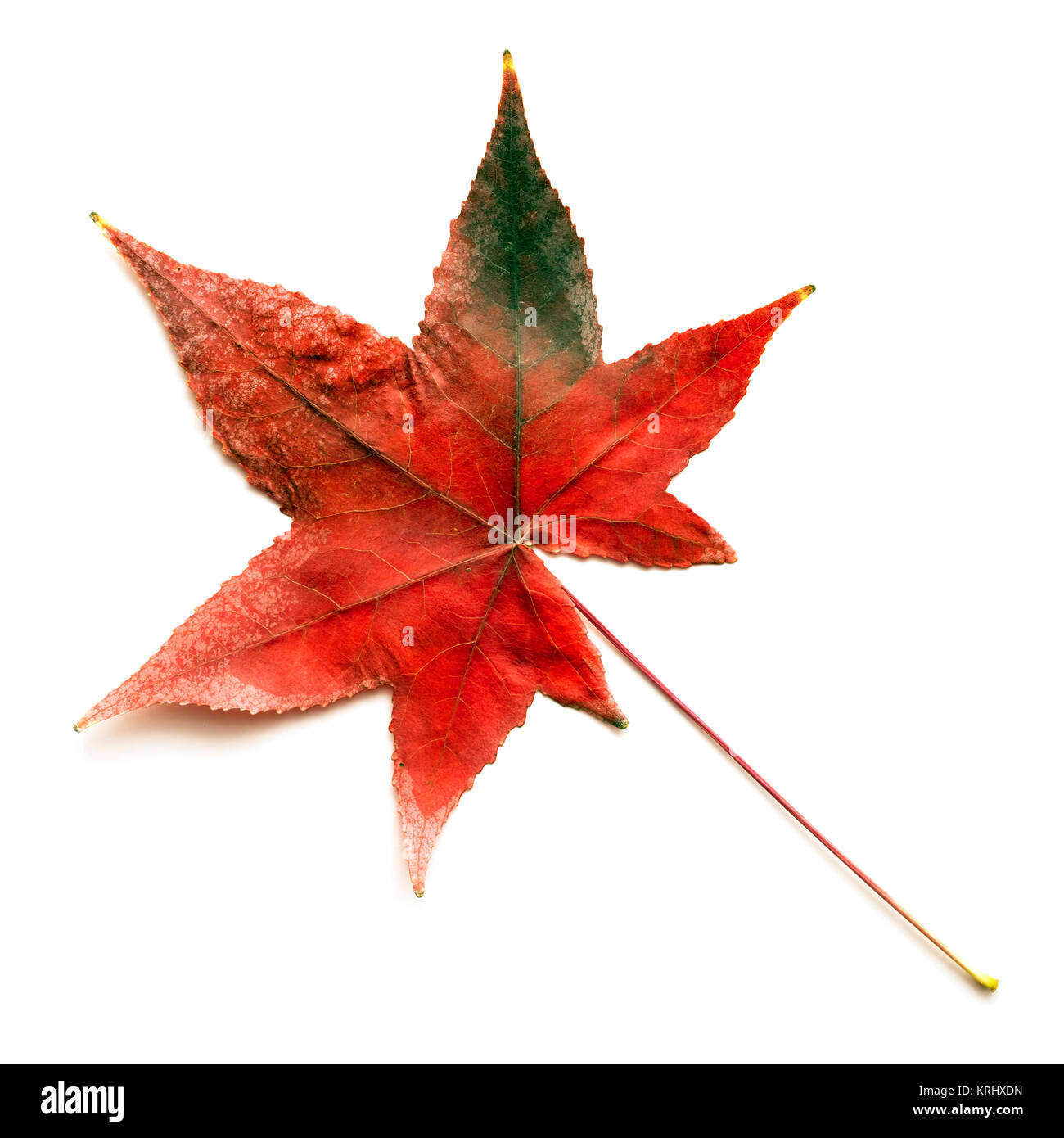 Autumn leave isolated on white Stock Photo - Alamy