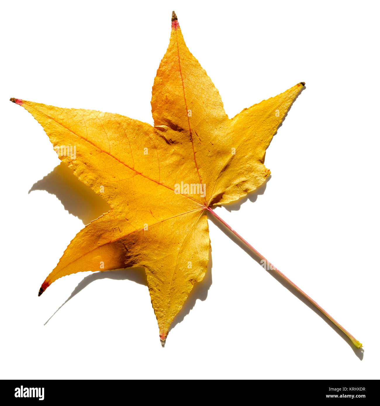 Autumn leave isolated on white Stock Photo - Alamy