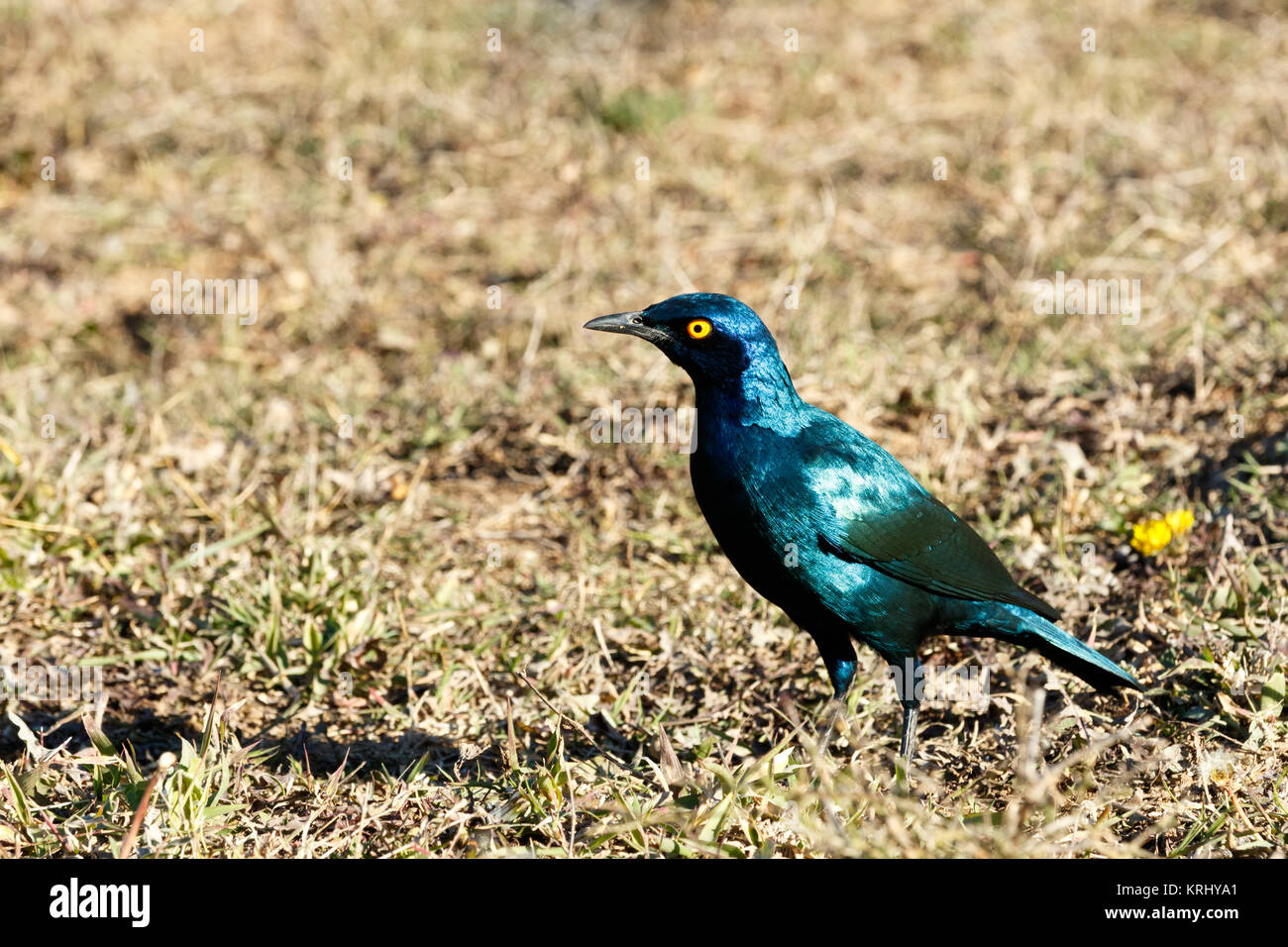 Red-shouldered glossy bird starling Stock Photo - Alamy