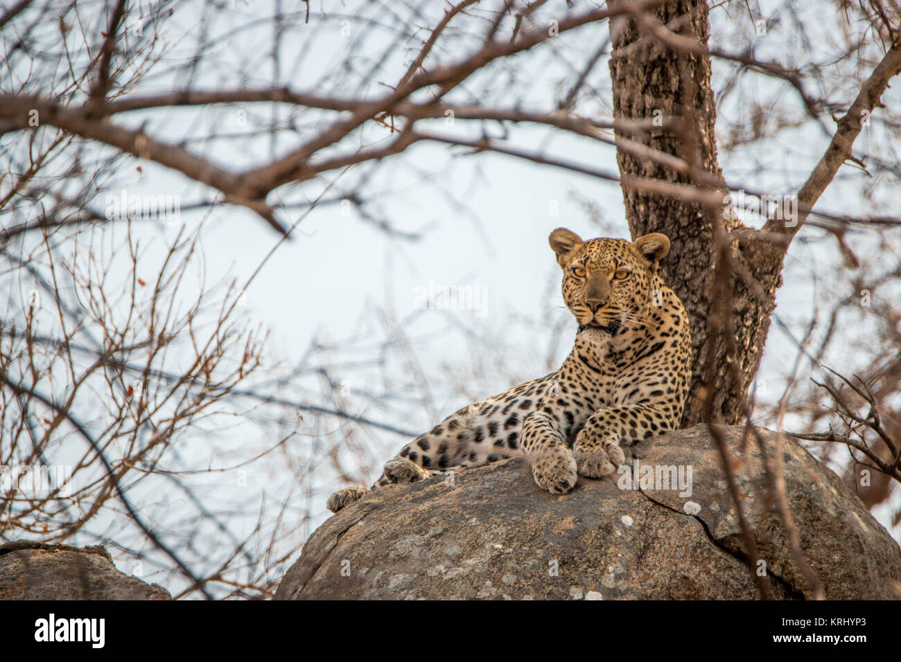 Leopard on the rocks Stock Photo - Alamy