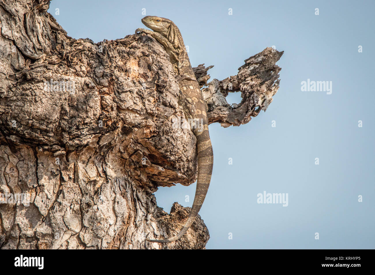 Rock monitor in a tree Stock Photo - Alamy