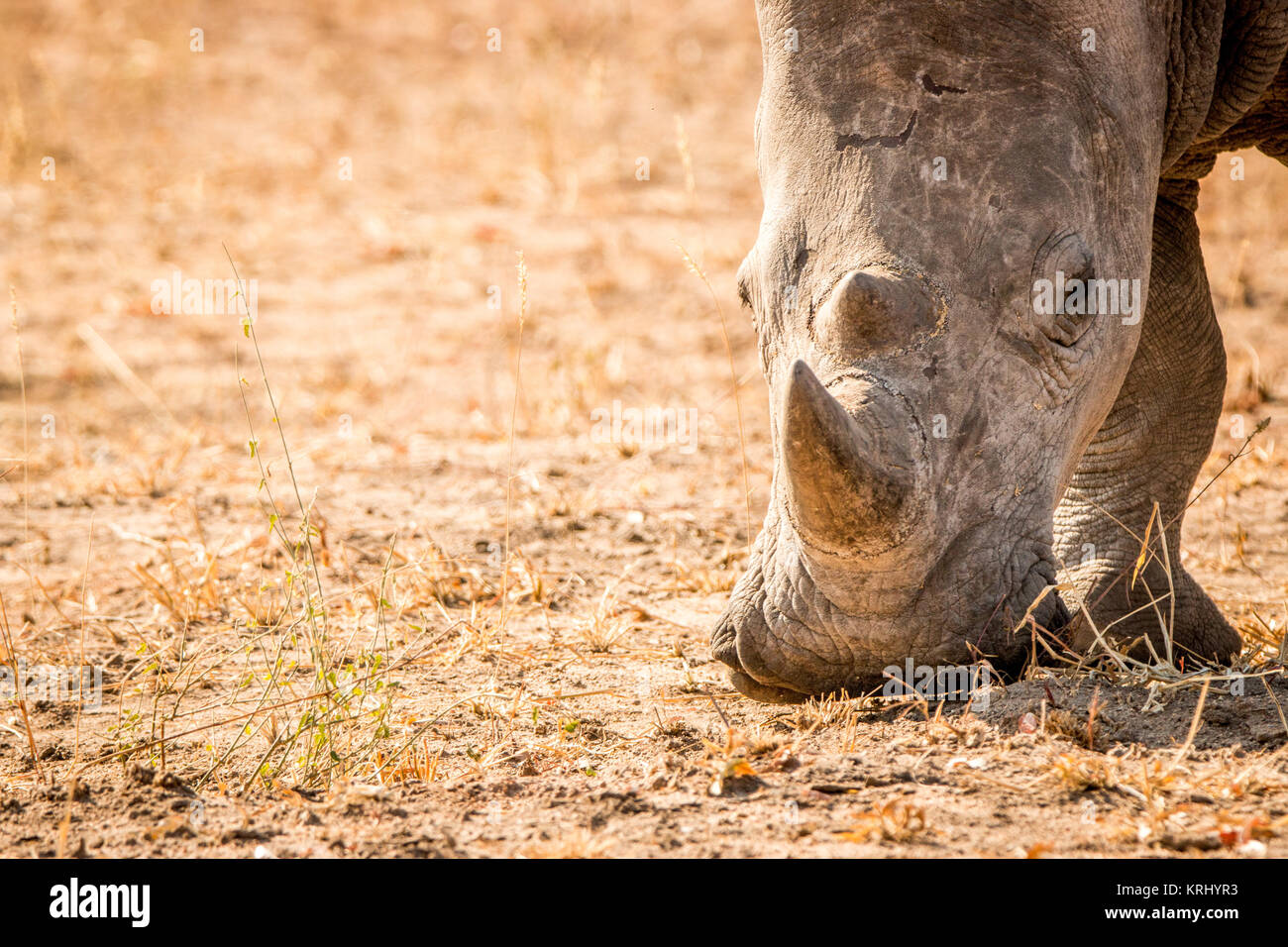 Grazing White rhino Stock Photo - Alamy