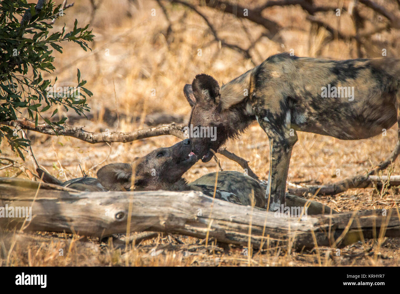 Two African wild dogs bonding Stock Photo - Alamy