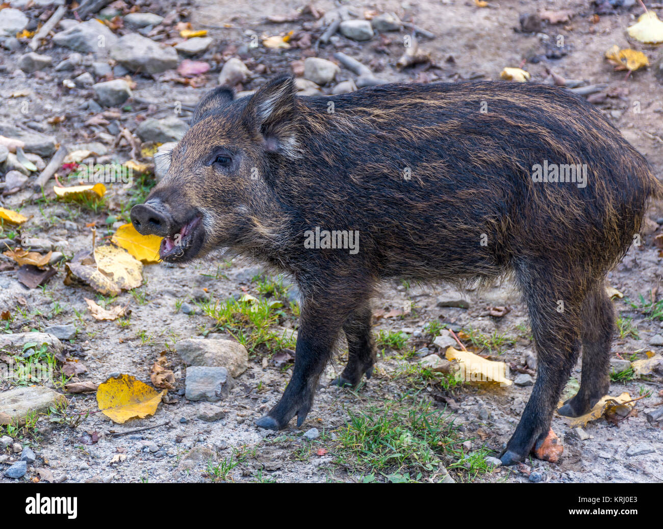 Black Boar at Omega Park, Québec, Canada Stock Photo - Alamy